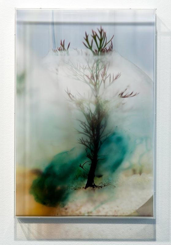 Janet Laurence brings Great Barrier Reef to Paris – Hugo Michell Gallery